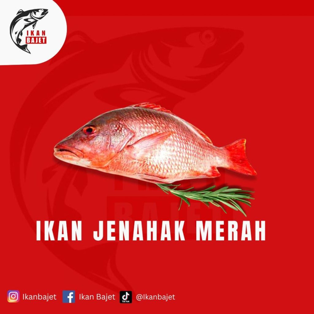 Ikan Bajet | Menjual Hasil Laut Gred A – Kami menjual hasil laut gred A ...