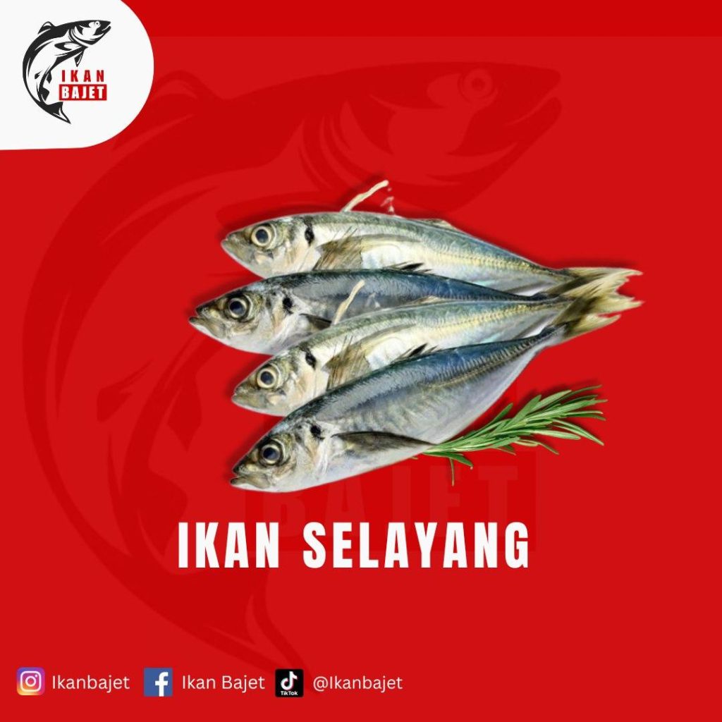 Ikan Bajet | Menjual Hasil Laut Gred A – Kami menjual hasil laut gred A ...
